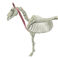 The brachiocephalic muscle (arm-head muscle) in the horse and its impo